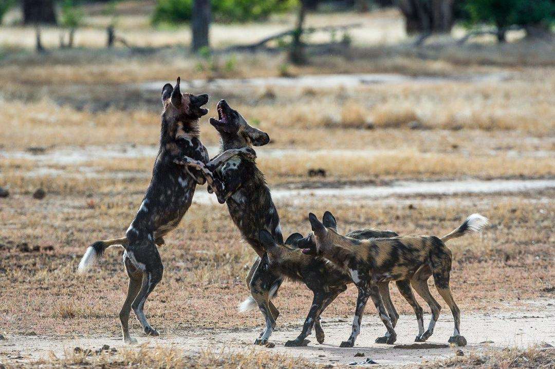 World Painted Dog Day | Wild Dog Safaris | Wilderness