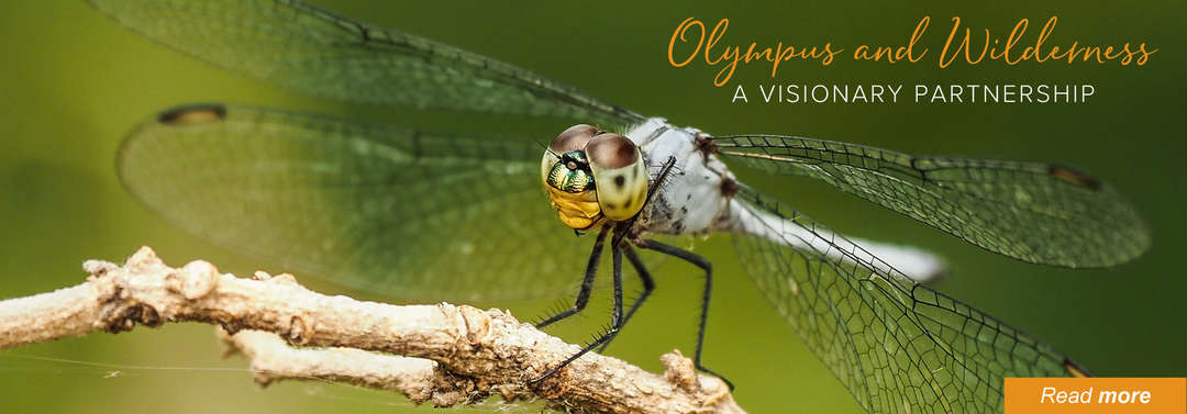 20 Incredible Olympus Wildlife Images